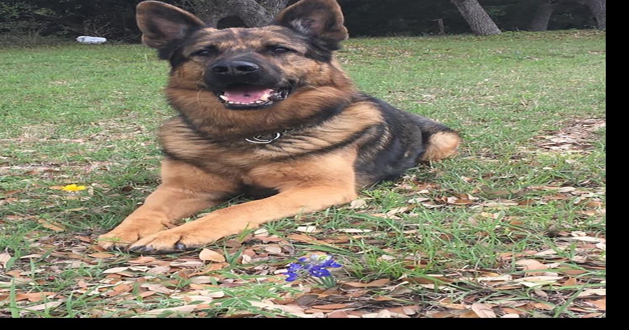 Comal County Sheriff’s Office to immortalize K-9s with heartfelt statue ...