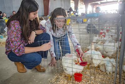 BEST OF CLUCK: Local FFA, 4-H students showcase broilers at Comal ...
