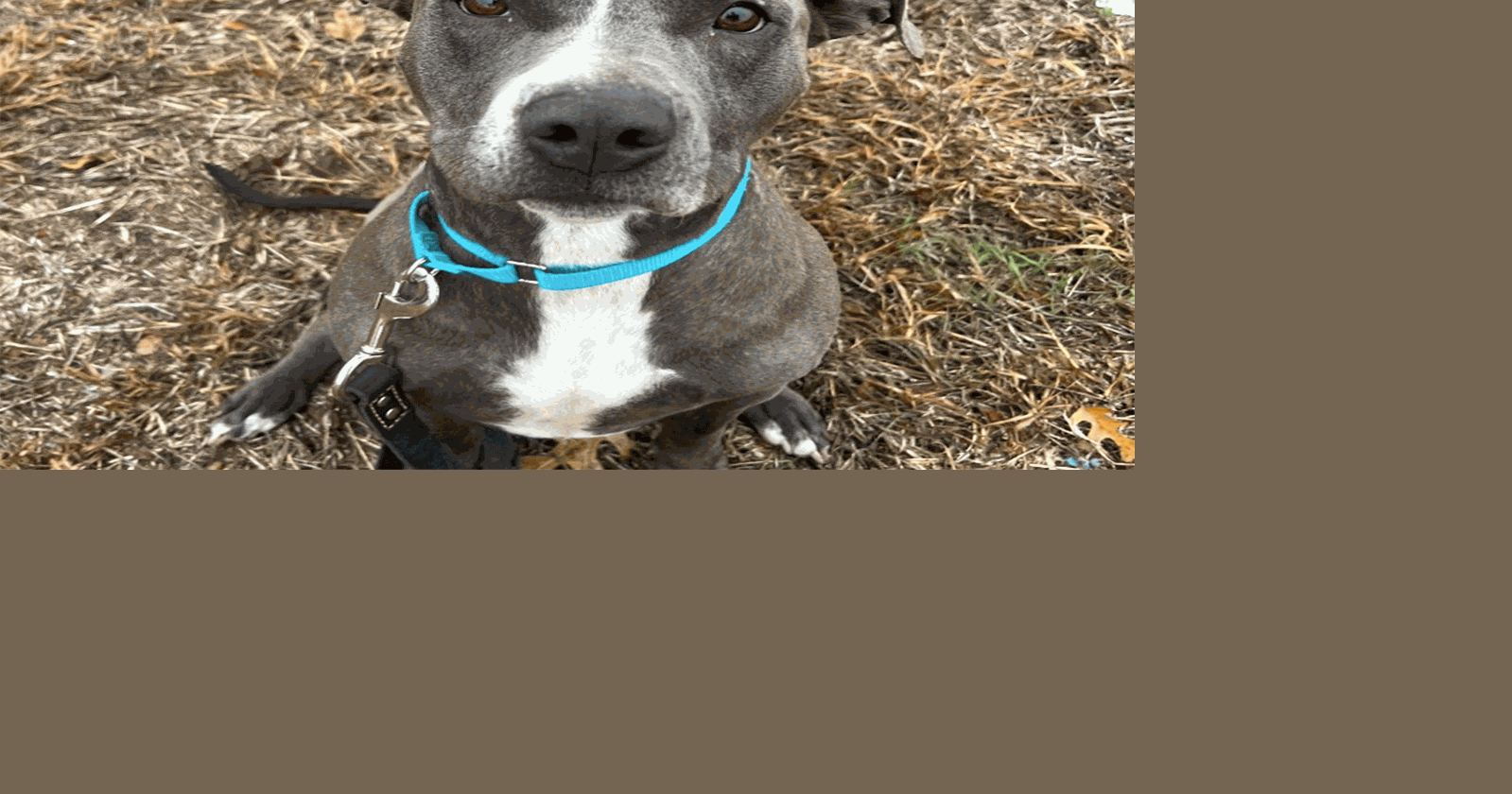 SHELTER SPOTLIGHT: Timid, goofy dog named Juniper among adoptable pets ...
