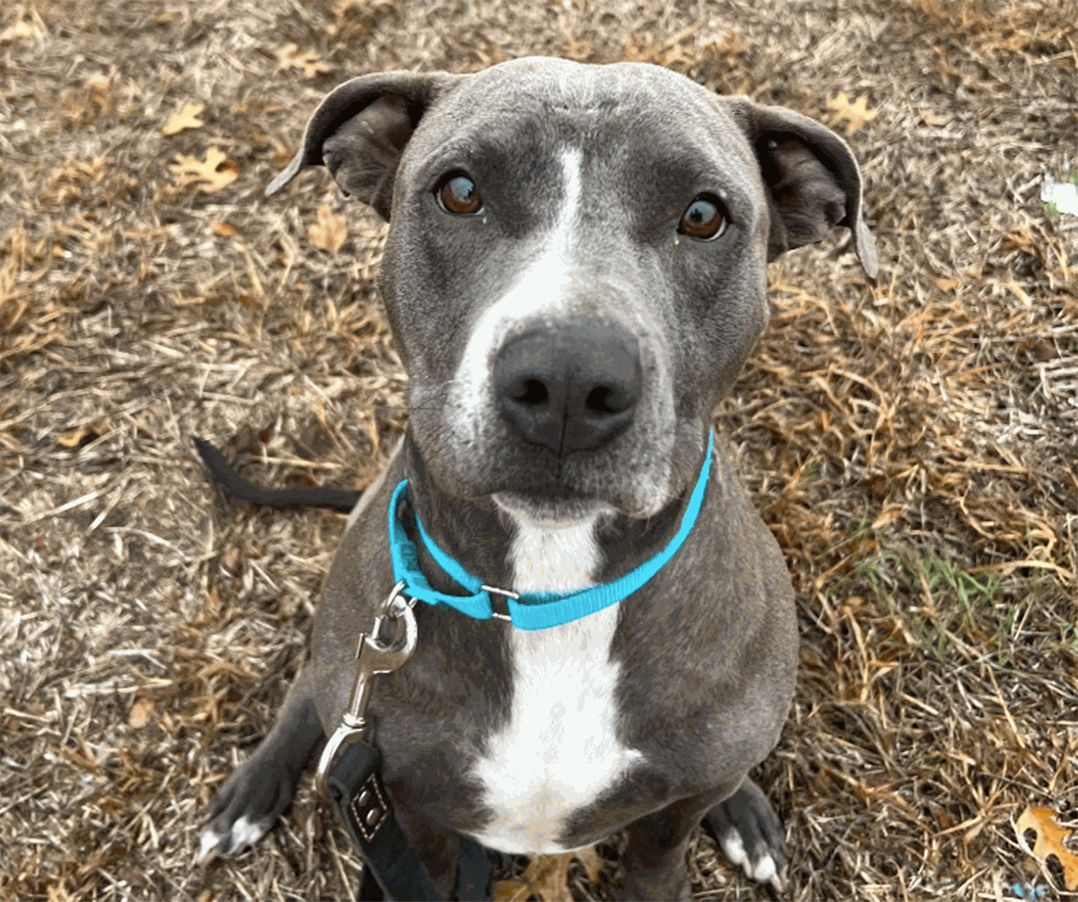 SHELTER SPOTLIGHT: Timid, goofy dog named Juniper among adoptable pets ...