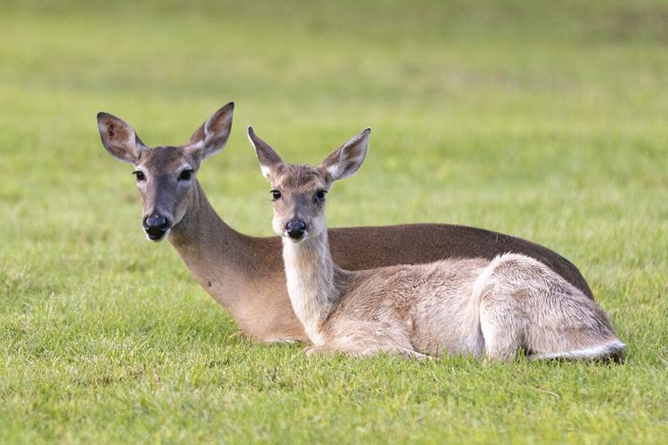 New Braunfels overpopulated with deer, according to watershed manager ...