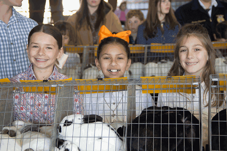 LET THE JUDGING BEGIN: Rabbits kick off 57th annual Comal County Junior ...