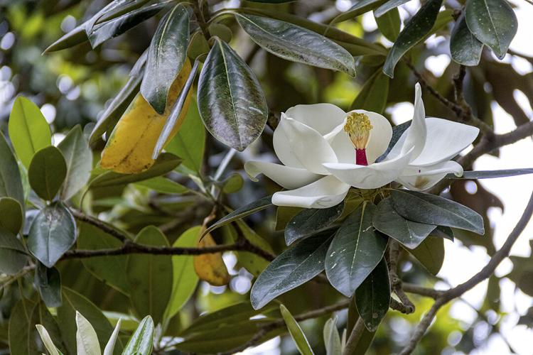 LANDA PARK: Springtime in the Arboretum | Lifestyle | herald-zeitung.com