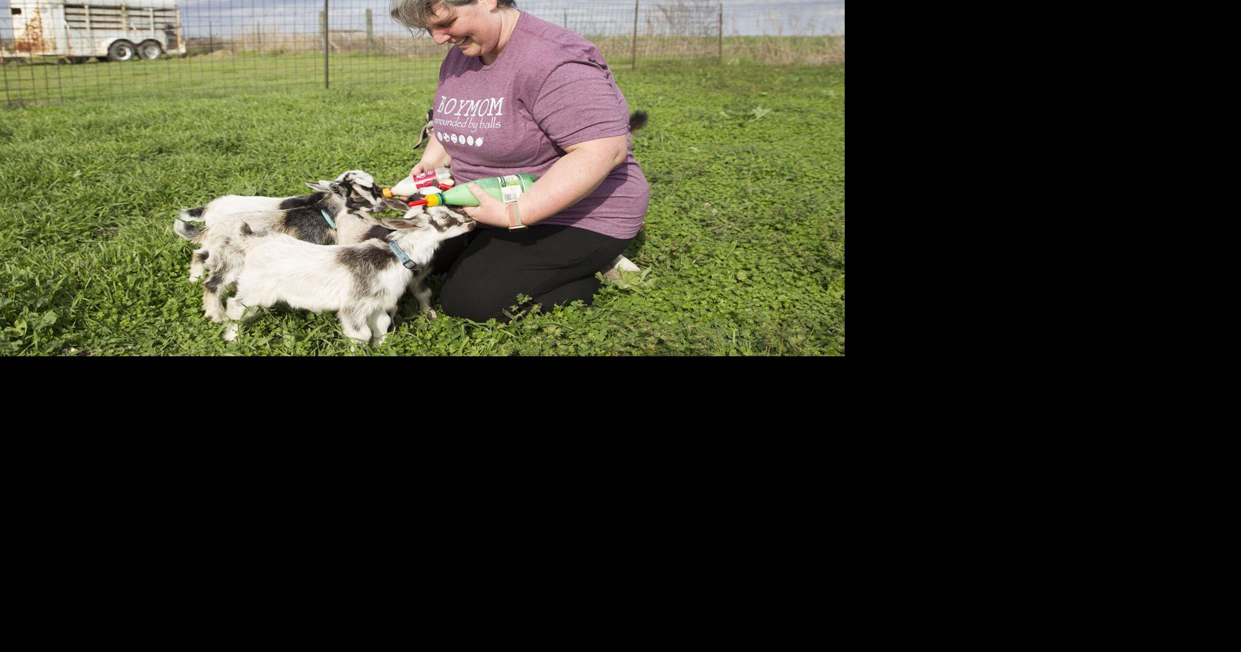 BLEATING HEARTS: Goat Shenanigans delivers Valentine’s Day goat grams ...