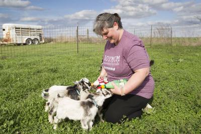 BLEATING HEARTS: Goat Shenanigans delivers Valentine’s Day goat grams ...
