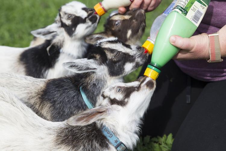 BLEATING HEARTS: Goat Shenanigans delivers Valentine’s Day goat grams ...