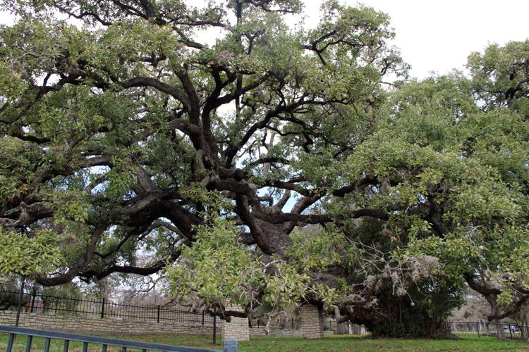 LANDA PARK: Pruning to perfection | Lifestyle | herald-zeitung.com