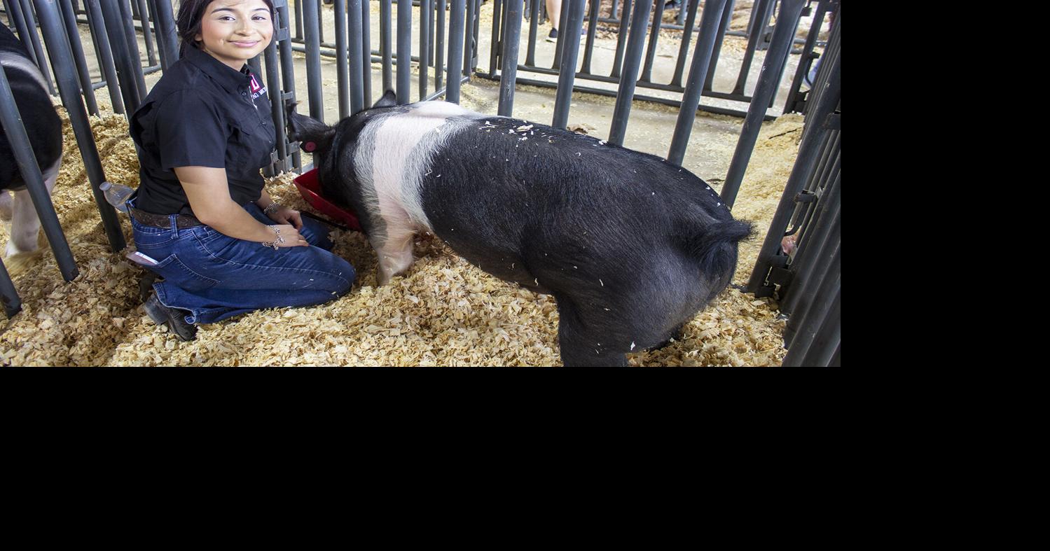 HOGGIN’ THE SPOTLIGHT: Grand & Reserve Grand Champions announced for ...