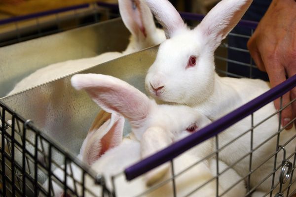 Poultry, rabbit entries judged during first day of Junior Livestock ...