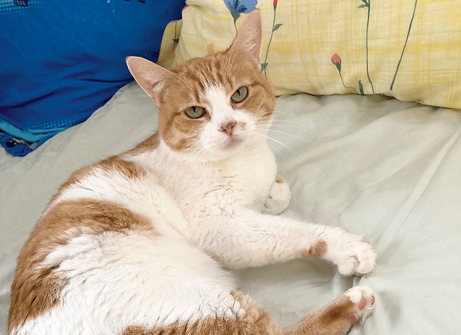 NEW BRAUNFELS SHELTER SPOTLIGHT: 9-year-old cat Tasha makes for purr ...