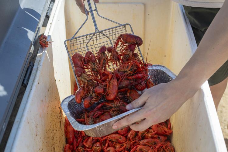 MUDBUG MADNESS: Crawfish still on menu in New Braunfels despite ...