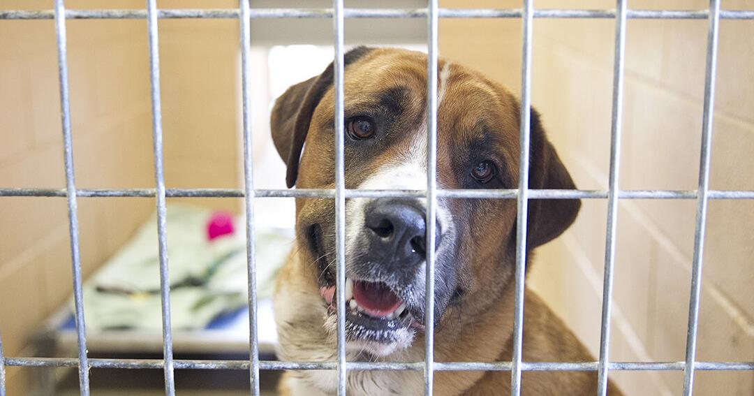 New Braunfels City Council to mull ban on allowing pet sales from ...