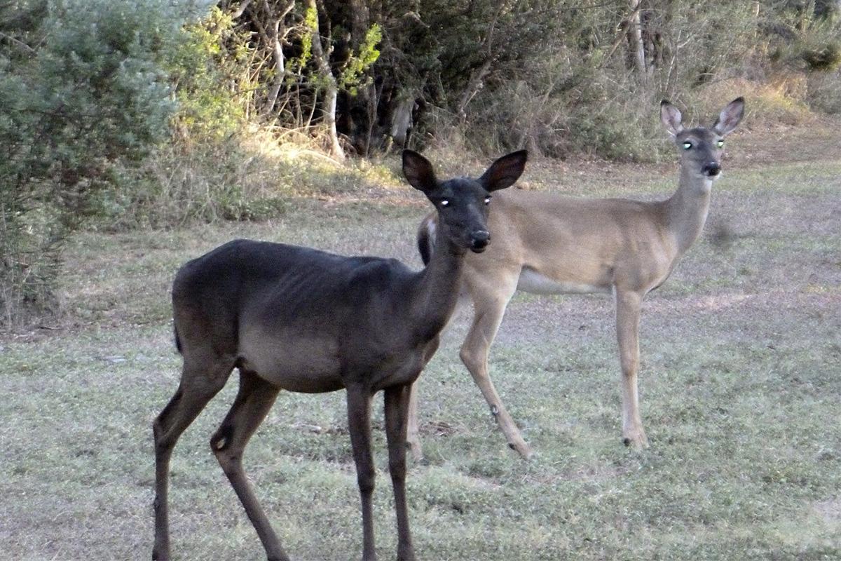 black deer in the city