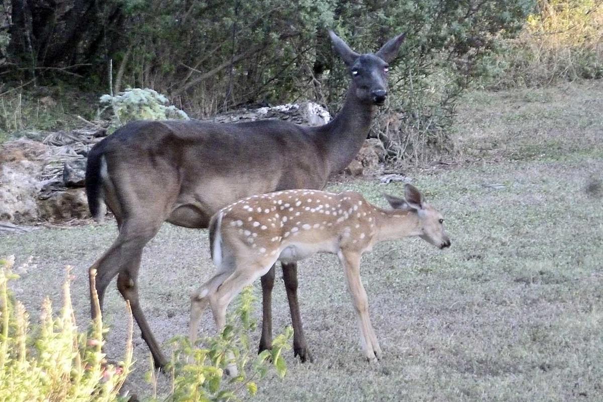 black deer in the city