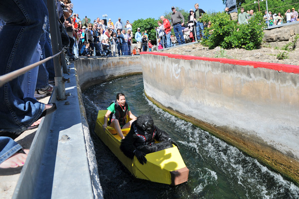 Chute the rapids: Teams traverse Comal River in zany cardboard boats ...