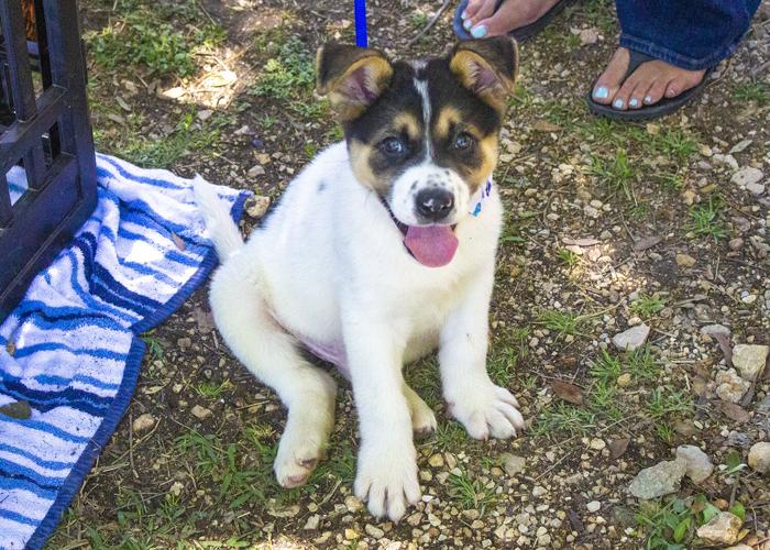 A PAWS-ITIVE IMPACT: 5th annual Pups and Pints fundraiser benefits ...