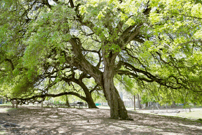 LANDA PARK: Fall tree care tips and the Schumann Arboretum | Lifestyle ...