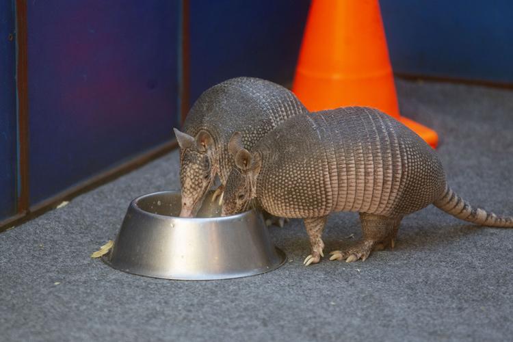 Armadillo races at Krause's Cafe | Community Alert | herald-zeitung.com