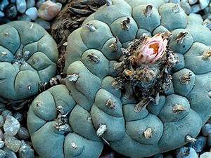 History of poyote, peyoteros in Texas | Lifestyle | herald-zeitung.com