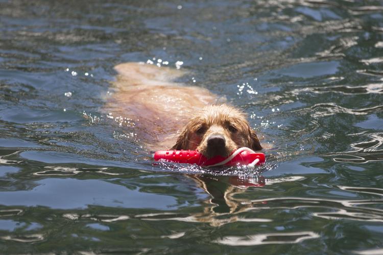 SEE SPOT SPLASH: New Braunfels' Landa Park Aquatic Complex hosts Doggie ...