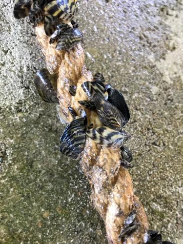 Emergency water restrictions resume at Canyon Lake as the battle with ...