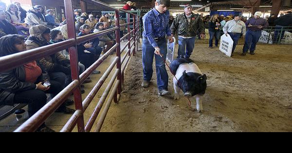 Piggyback: Contestants prep prized pigs, goats as livestock show ...