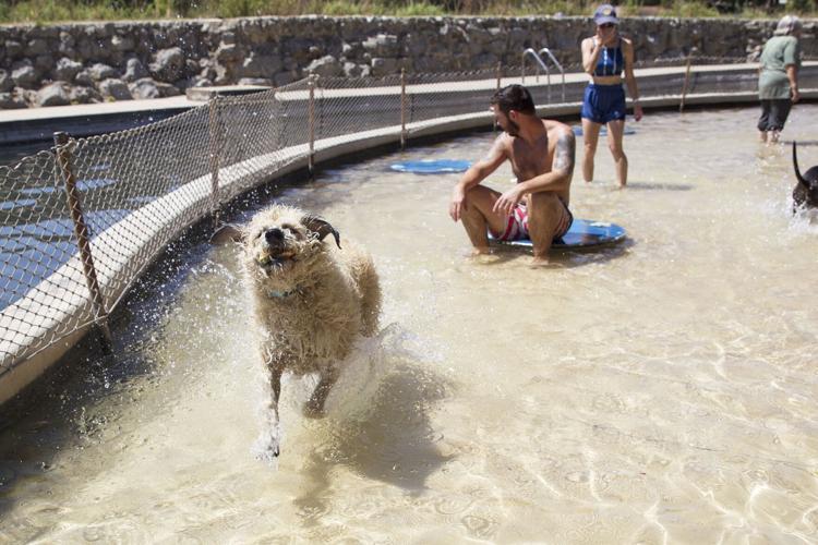 SEE SPOT SPLASH: New Braunfels' Landa Park Aquatic Complex hosts Doggie ...