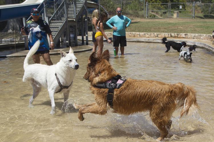 SEE SPOT SPLASH: New Braunfels' Landa Park Aquatic Complex hosts Doggie ...