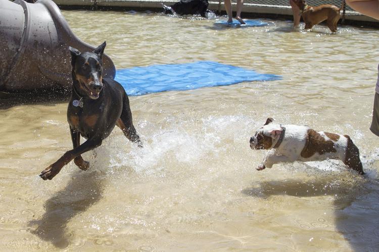 SEE SPOT SPLASH: New Braunfels' Landa Park Aquatic Complex hosts Doggie ...