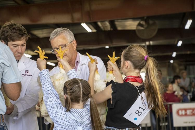 IM-PECK-ABLE POULTRY: Broilers, turkeys shine Wednesday at Comal County ...
