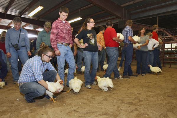 Comal County Junior Livestock Show winners announced | Local News ...