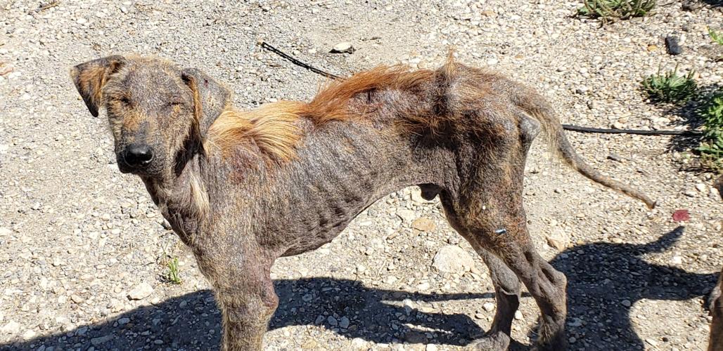 15 emaciated dogs pulled from Guadalupe County property | News | herald ...