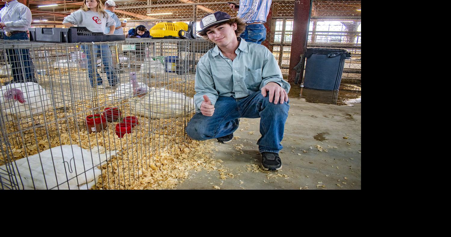 FOWL TERRITORY: Turkeys on full display at the Comal County Junior ...