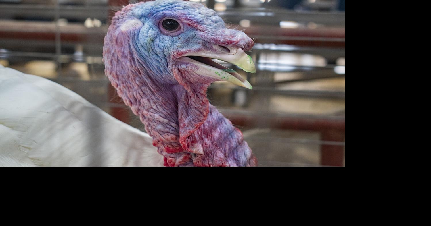 Bechtol, Ehlers win Grand Champion for poultry at Comal County Junior ...