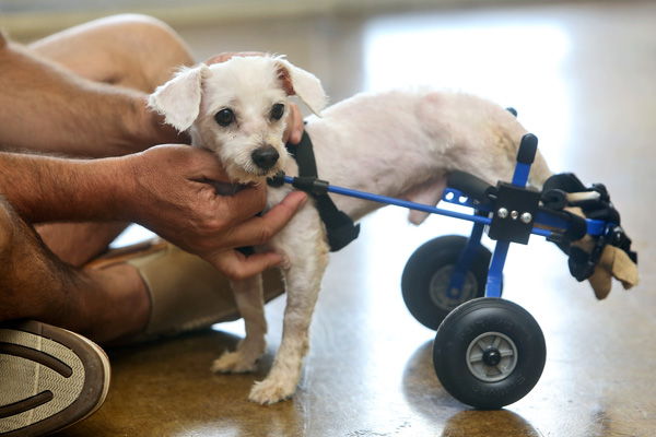 Pooch power: Dog lovers help paralyzed pup get new leash on life | News ...