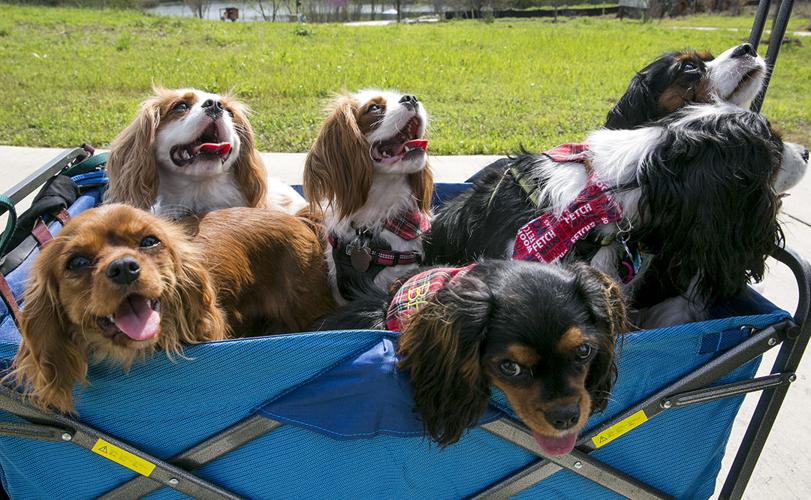 Dog Rodeo | Multimedia | herald-zeitung.com