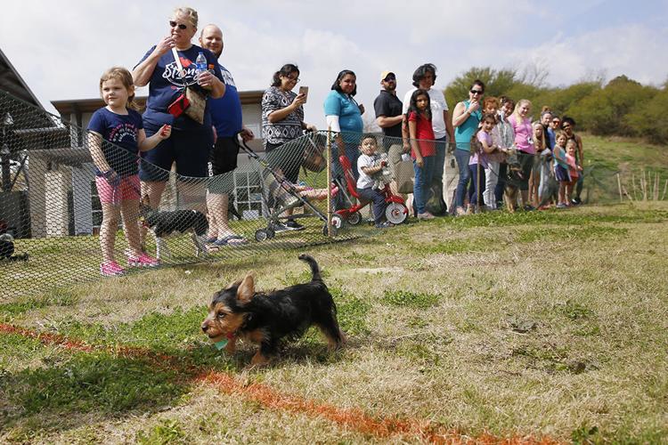 Dog Rodeo | Multimedia | herald-zeitung.com