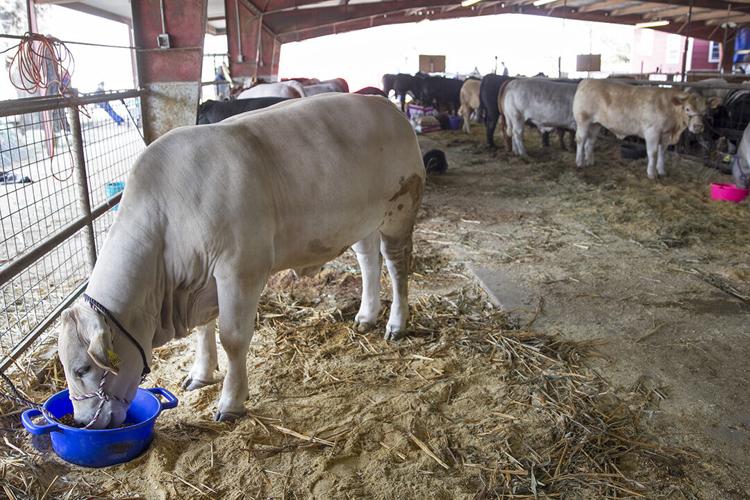 Comal County Junior Livestock Show Auction snapshots | Lifestyle ...