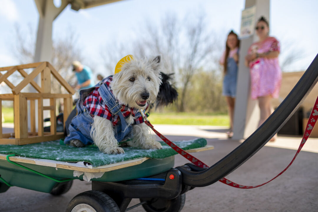 New Braunfels' Fischer Park Dog Rodeo returns this weekend | News ...