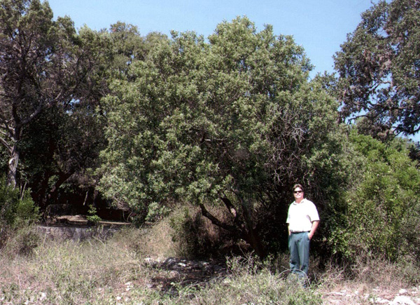 Four local trees recorded as biggest in state, nation | Local News ...