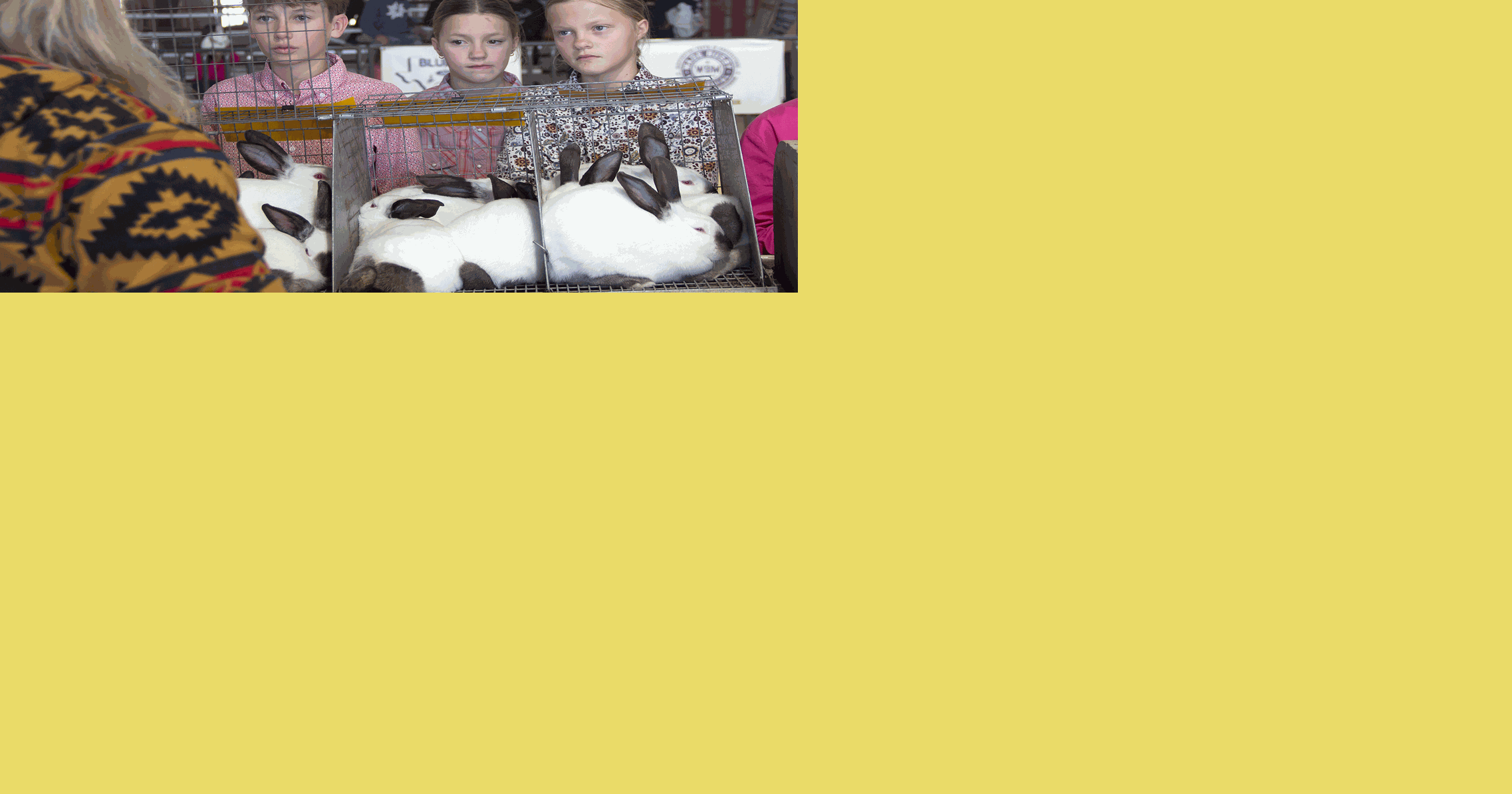 LET THE JUDGING BEGIN: Rabbits kick off 57th annual Comal County Junior ...