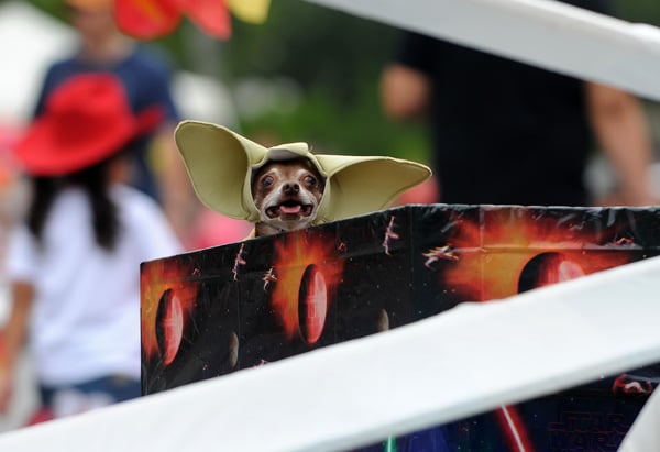 Scenes from Friday’s Comal County Fair and Rodeo parade | Local News ...