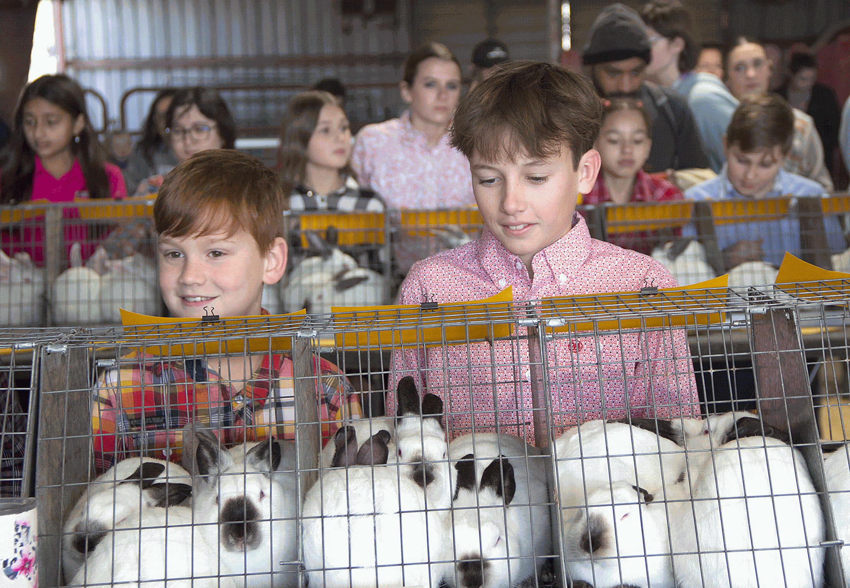 LET THE JUDGING BEGIN: Rabbits kick off 57th annual Comal County Junior ...