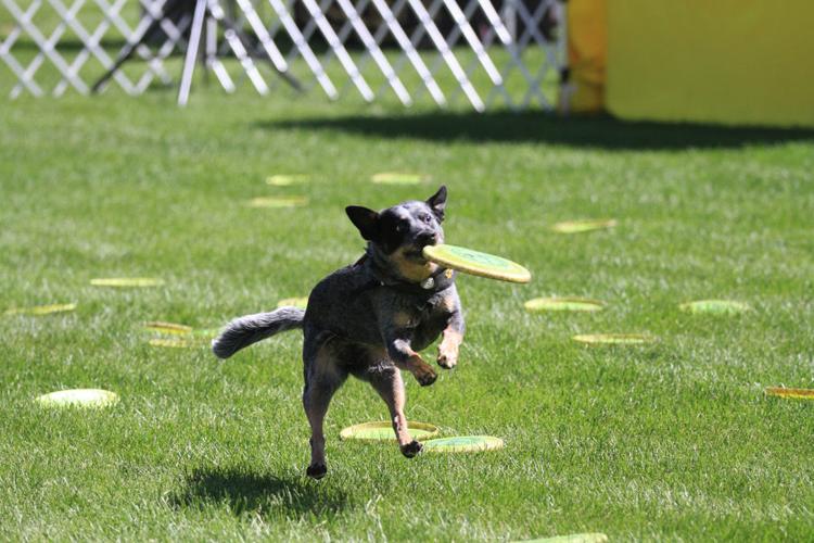 Fair time: The K9 Kings | Gallery | heraldandnews.com