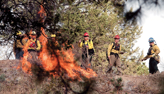 Crews go ahead with Moore Park burn | Feature Of The Day ...