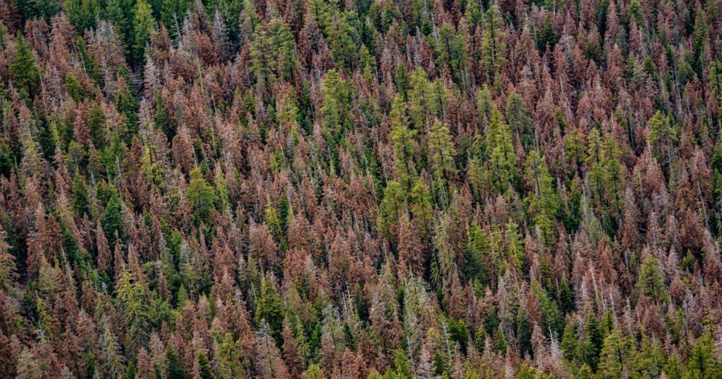 Massive die-off hits fir trees across the Northwest | News ...