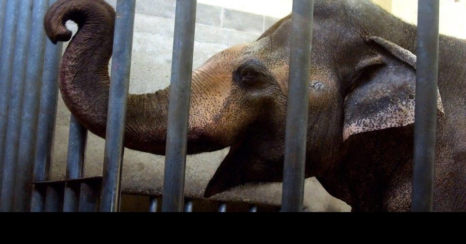 Oregon Zoo's Asian elephant Tusko euthanized | Oregon | heraldandnews.com