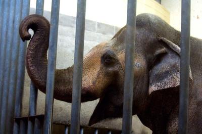 Oregon Zoo's Asian elephant Tusko euthanized | Oregon | heraldandnews.com