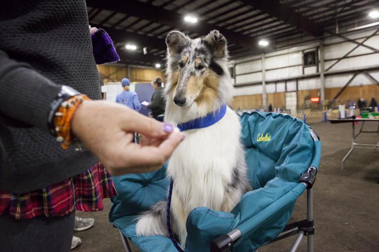 For the dogs: All-breed show coordinated by Klamath Dog Fanciers May 10 ...
