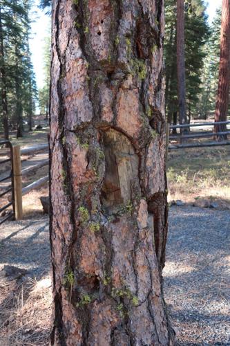 Signs, shrapnel trees at site of WWII explosion fortified against ...